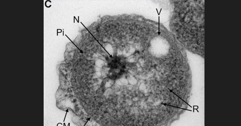 New species of marine bacteria isolated from a deep-sea cold seep | The ...