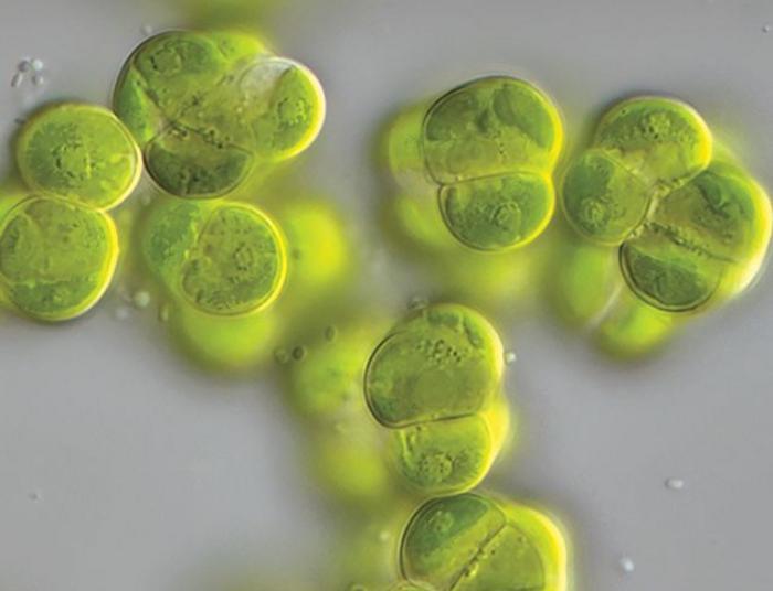 Complex green organisms emerged a billion years ago | News | The ...
