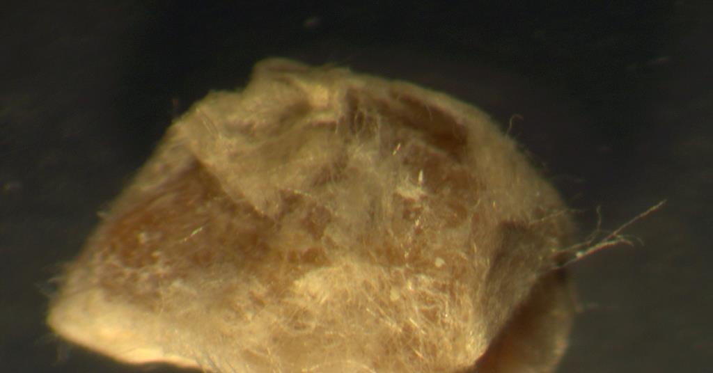 Geoactive fungus mines rare earth elements from monazite ore | The ...
