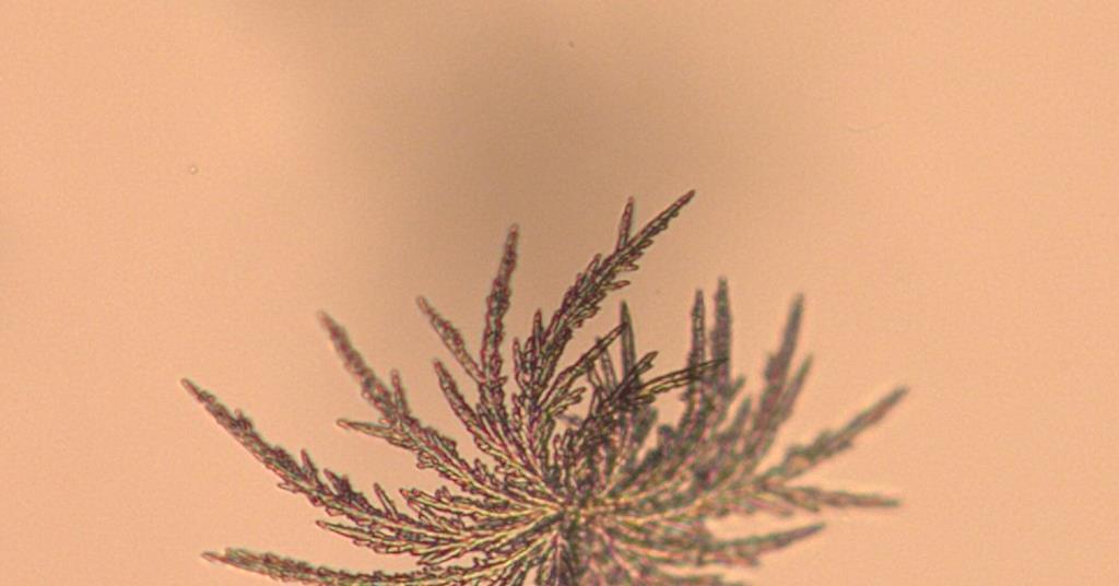 Geoactive fungus mines rare earth elements from monazite ore | The ...