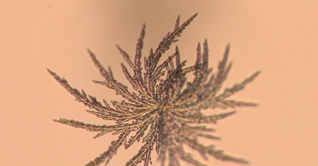 Geoactive fungus mines rare earth elements from monazite ore | The ...