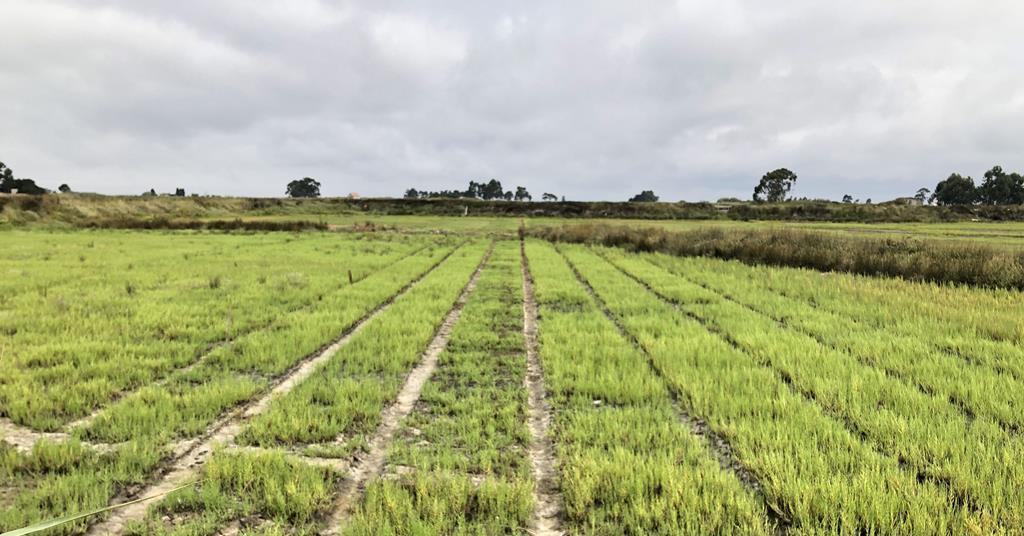 Lab boost delivered by salt-tolerant PGPB strains offers hope for ...