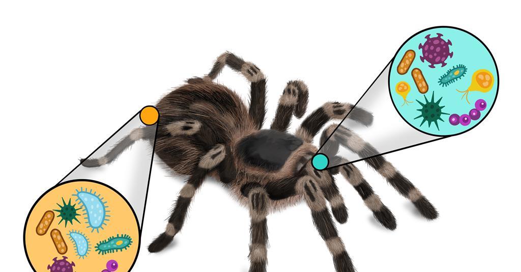 Tarantula bites and the emerging field of venom microbiomics | The ...