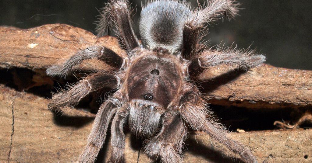 Tarantula bites and the emerging field of venom microbiomics | The ...