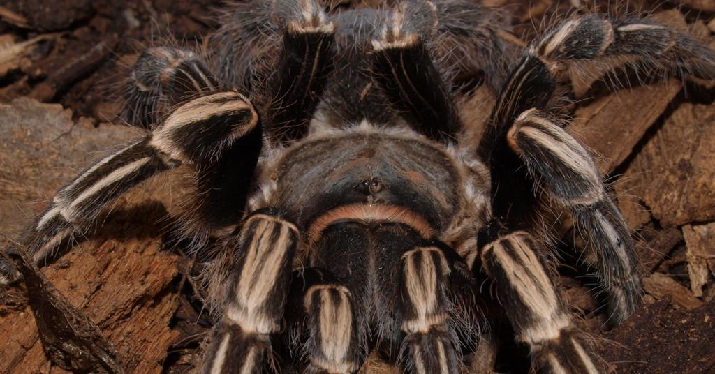 tarantula spider bite human