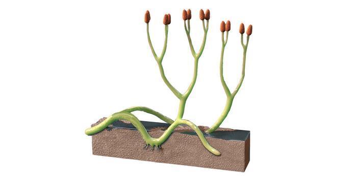 Advanced imaging reveals new fungus species in 407-million-year-old ...