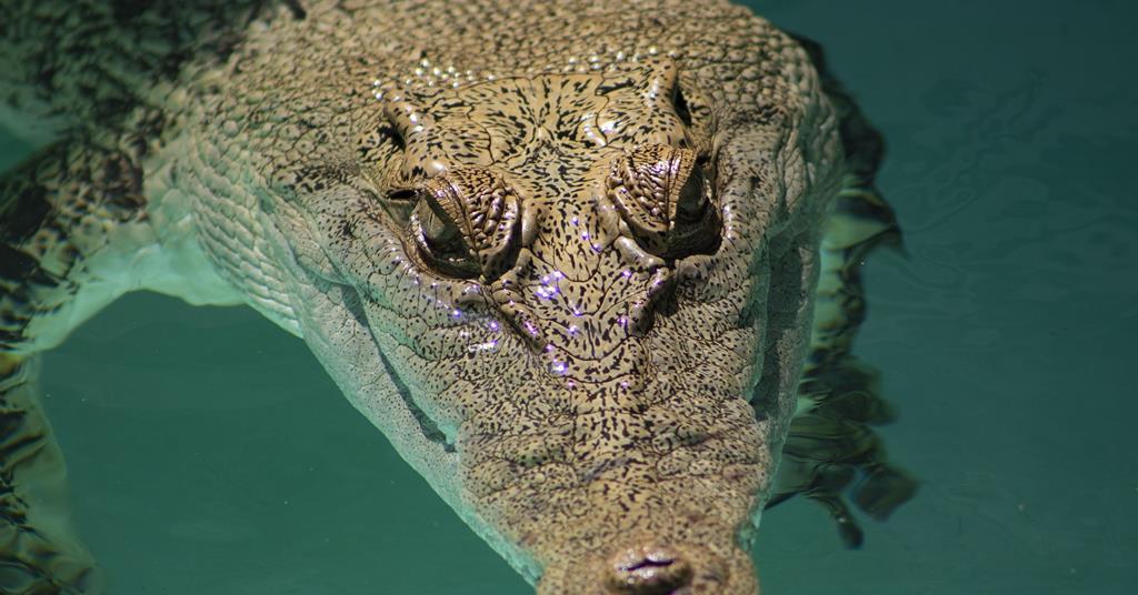 The way of the crocodile could save humans from deadly fungal ...
