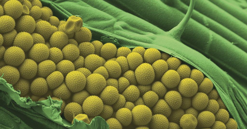 A relationship with benefits: microfungi’s important role in plant ...