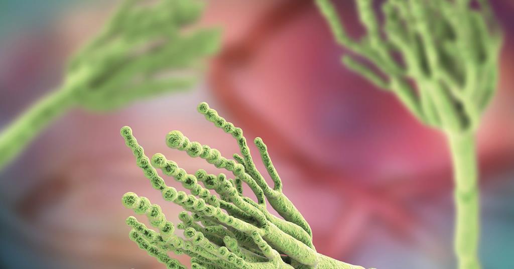 A relationship with benefits: microfungi’s important role in plant ...