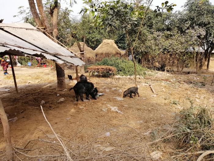 New study brings vaccine hopes for deadly Nipah virus | News | The ...