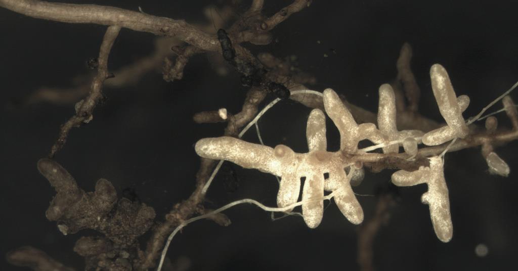A relationship with benefits: microfungi’s important role in plant ...