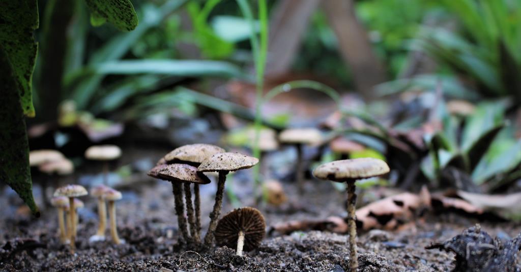 A relationship with benefits: microfungi’s important role in plant ...