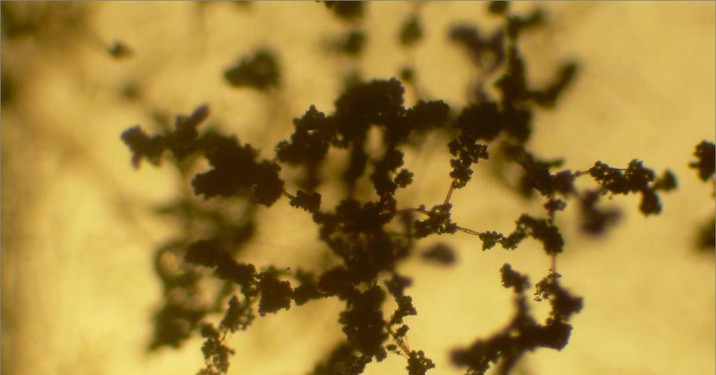 A relationship with benefits: microfungi’s important role in plant ...