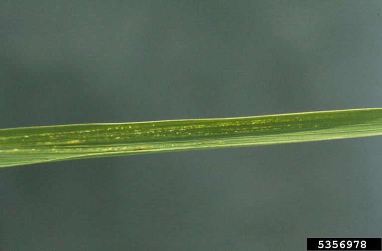 Nature’s warriors: How rice plants detect and defend against viral ...