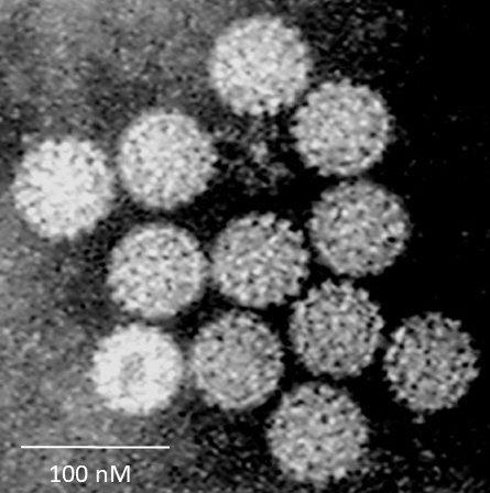 WHO adds an HPV vaccine for single-dose use | News | The Microbiologist