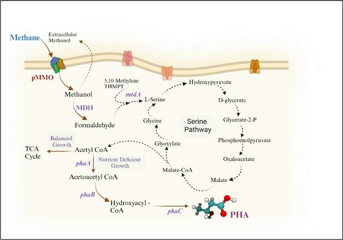 From pollution to polymer: Methane-munching microbe brews biodegradable ...