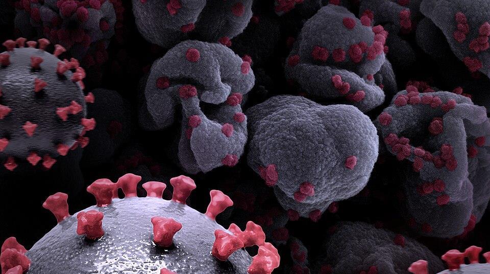 Scientists uncover critical role of membrane protein topology in beta ...