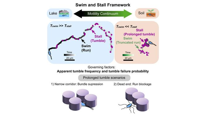 Same moves, different terrain: How bacteria navigate complex ...