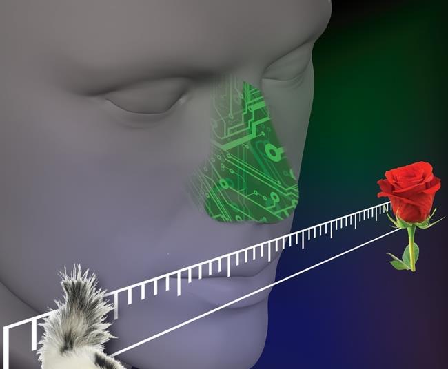 The scent of infection: how smells can help us spot disease | Features ...