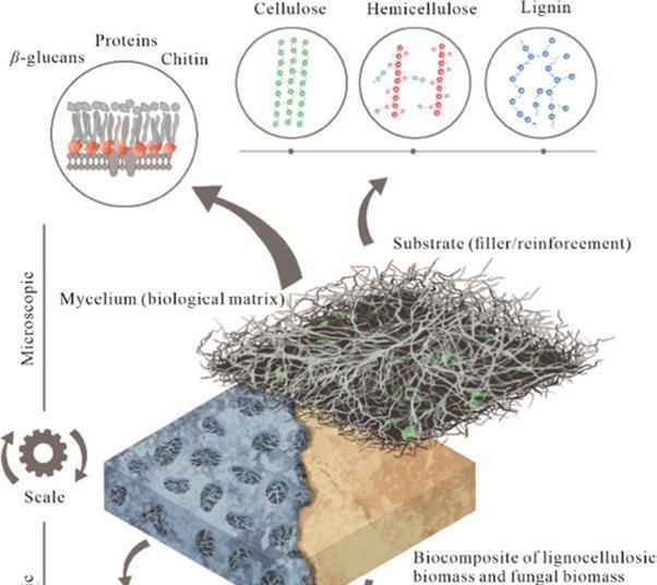 Innovative mycelium-based biocomposites are a leap towards sustainable ...