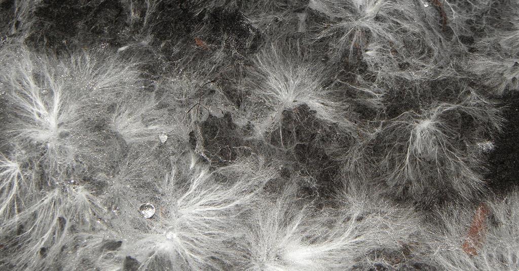 Innovative mycelium-based biocomposites are a leap towards sustainable ...