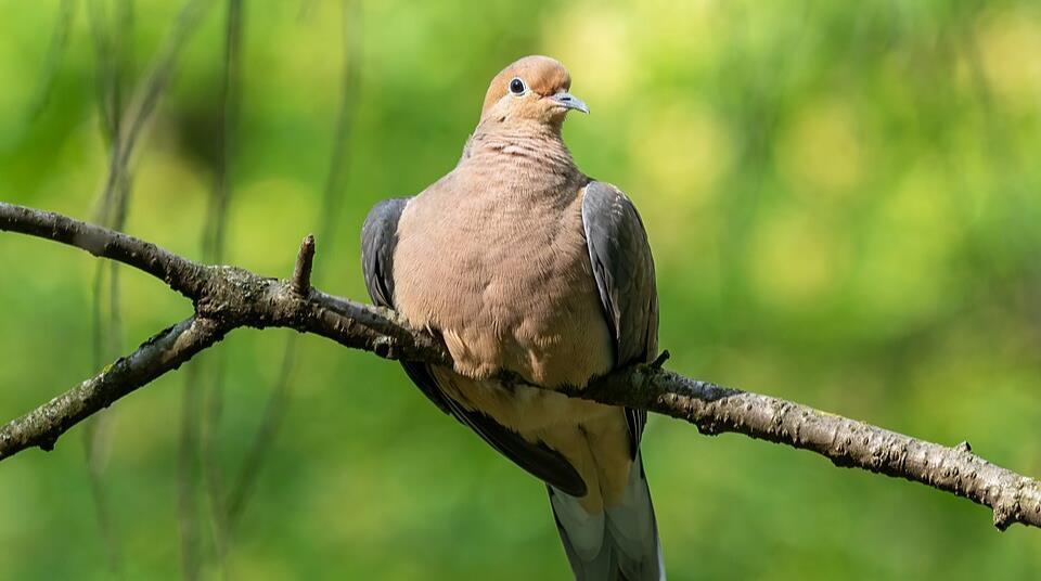 Bird-to-human jump by trichomonas parasites illuminated in new study ...