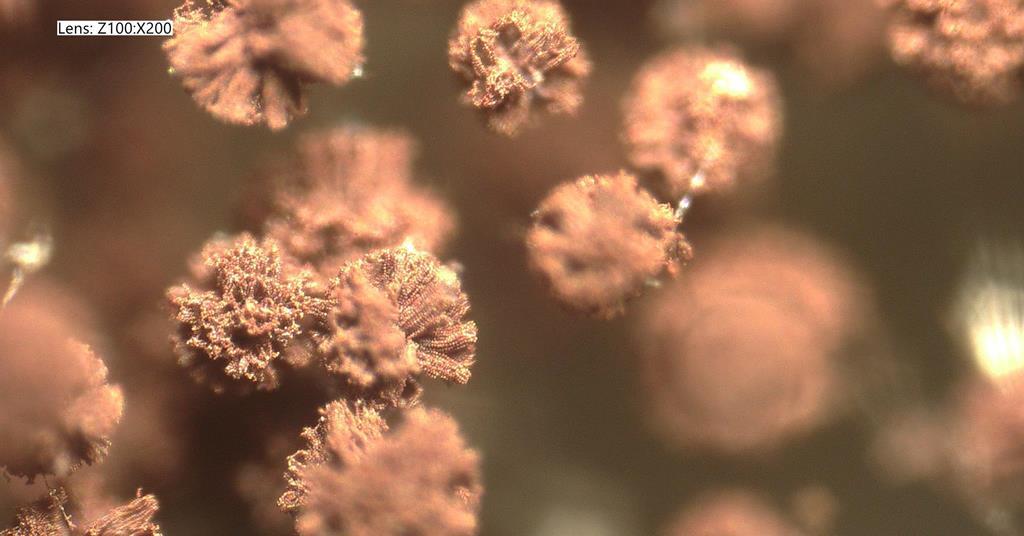 From Earth to space - exploring fungi in extraterrestrial environments ...