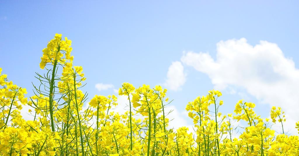 Scientists unlock indole in soil bacteria to create prodrugs | News ...