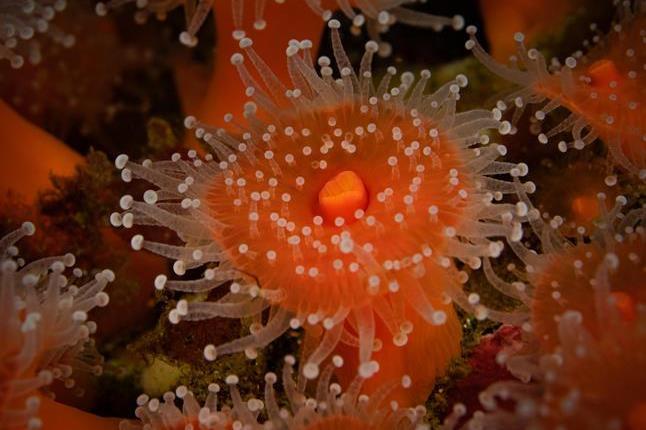 Tropical coral-infecting parasites discovered in cold marine ecosystems ...