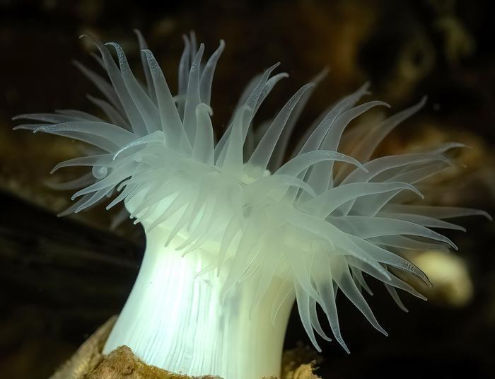 Tropical coral-infecting parasites discovered in cold marine ecosystems ...