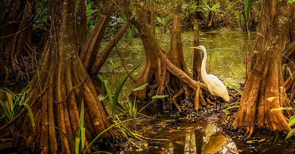 Researchers identify mangrove tree stems as previously underestimated ...