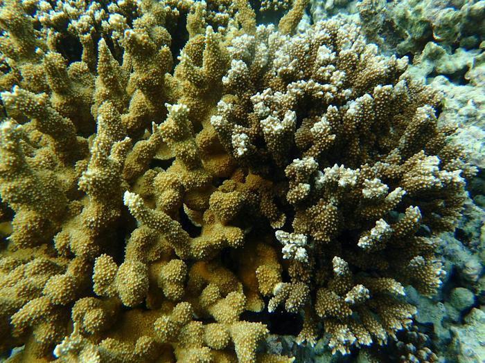 Heat tolerant coral may trade fast growth for resilience | News | The ...