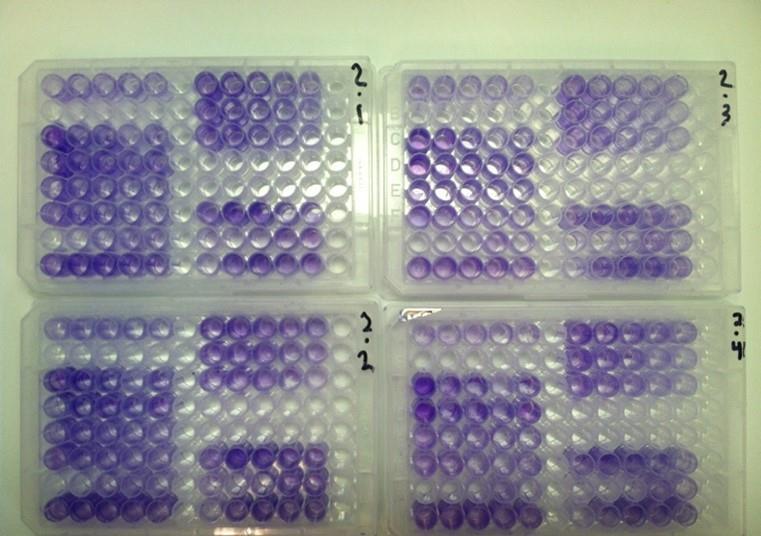 Lessons learned from microbes that stick to plastic | Features | The ...