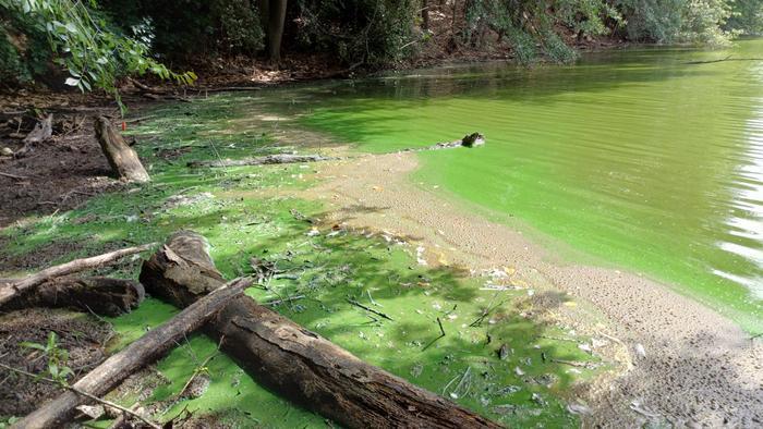 Decoding the blue: Advanced technology realizes potential in harmful ...