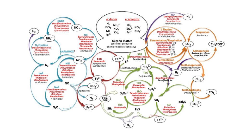 The dark biosphere | Features | The Microbiologist