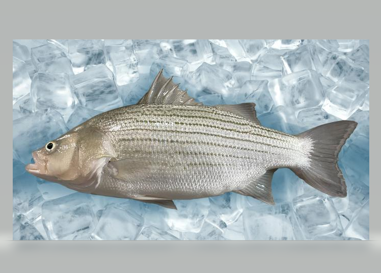 Green alternative for treating Streptococcus iniae bacteria in hybrid ...