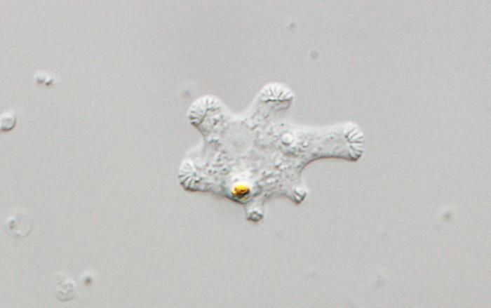 Rediscovery of rare marine amoeba Rhabdamoeba marina | News | The ...