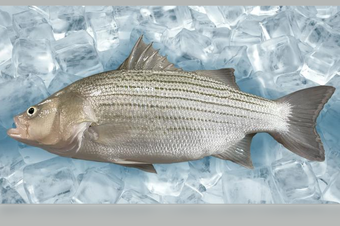 Green alternative for treating Streptococcus iniae bacteria in hybrid ...