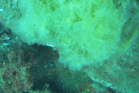 New discovery reveals unexpected ocean algae help cool the Earth | News ...