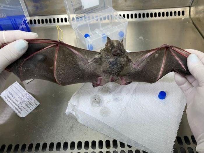Rabies virus variants from marmosets are found in bats | News | The ...