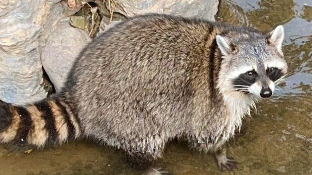 New method enables efficient isolation of raccoon-borne food poisoning ...