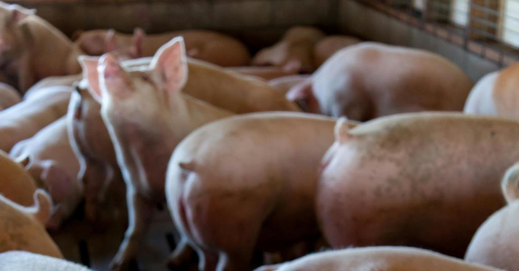 Pig disease vaccine effectiveness linked to T cell response | News ...