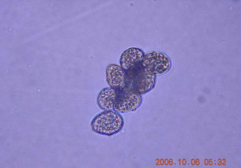 Disaster plant pathology: solutions to combat agricultural threats from ...