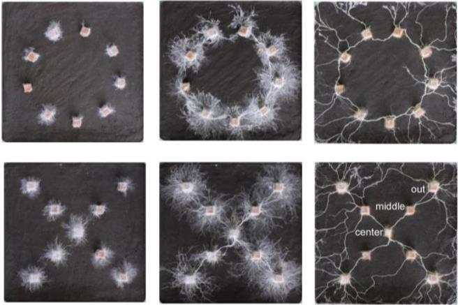 Fungi recognise shapes and adjust direction of growth | News | The ...
