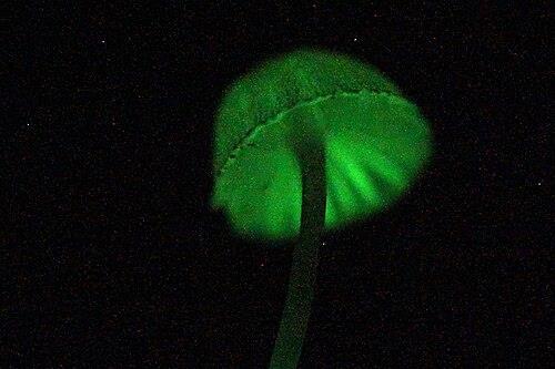 Lighting up biology: the rise of self-sustaining luminescent tracing ...
