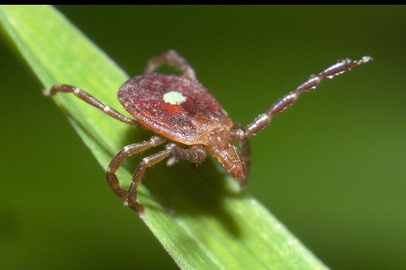 Tracking ticks in Georgia to help monitor emerging diseases | News ...