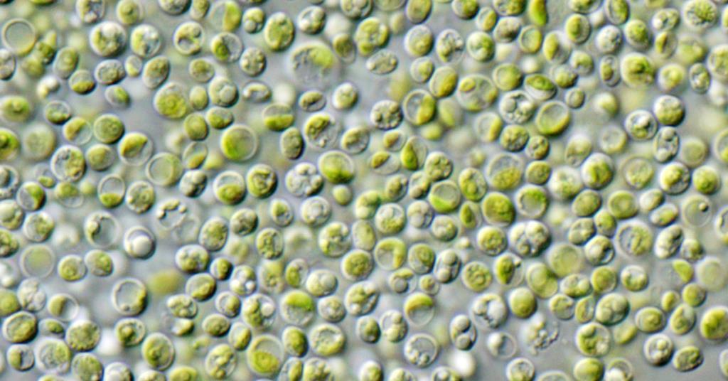 Under the microscope: microalgae-based bioremediation | Features | The ...