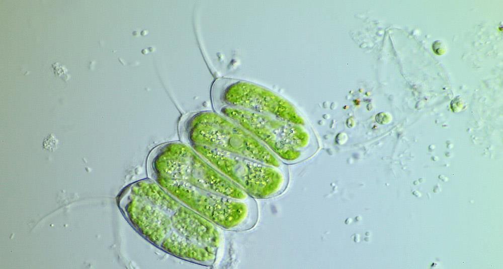 Under the microscope: microalgae-based bioremediation | Features | The ...
