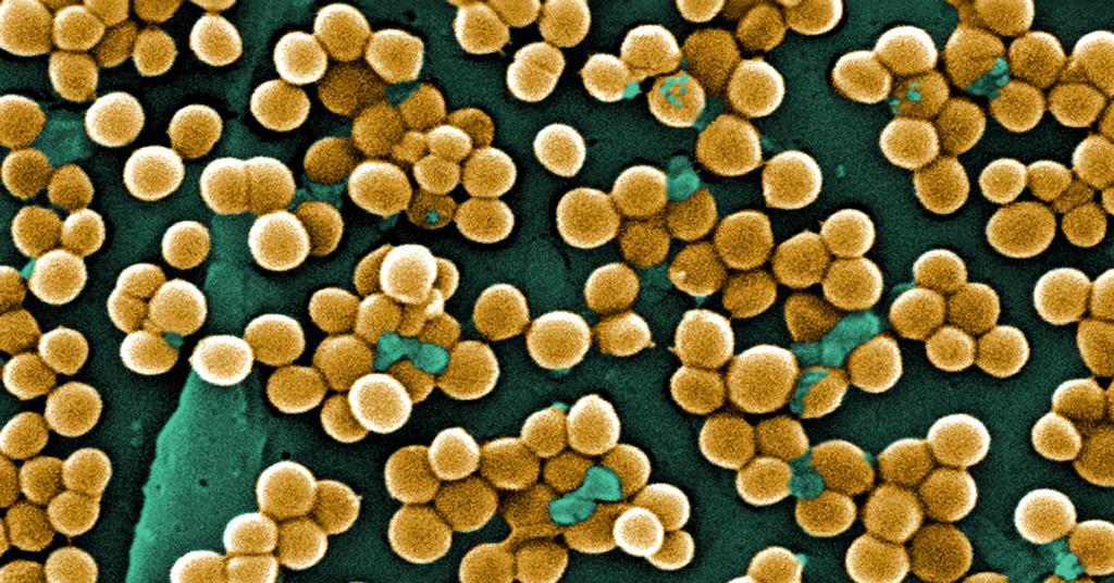 Under the microscope: the ESKAPE pathogens | Features | The Microbiologist