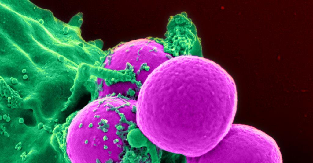 Under the microscope: the ESKAPE pathogens | Features | The Microbiologist